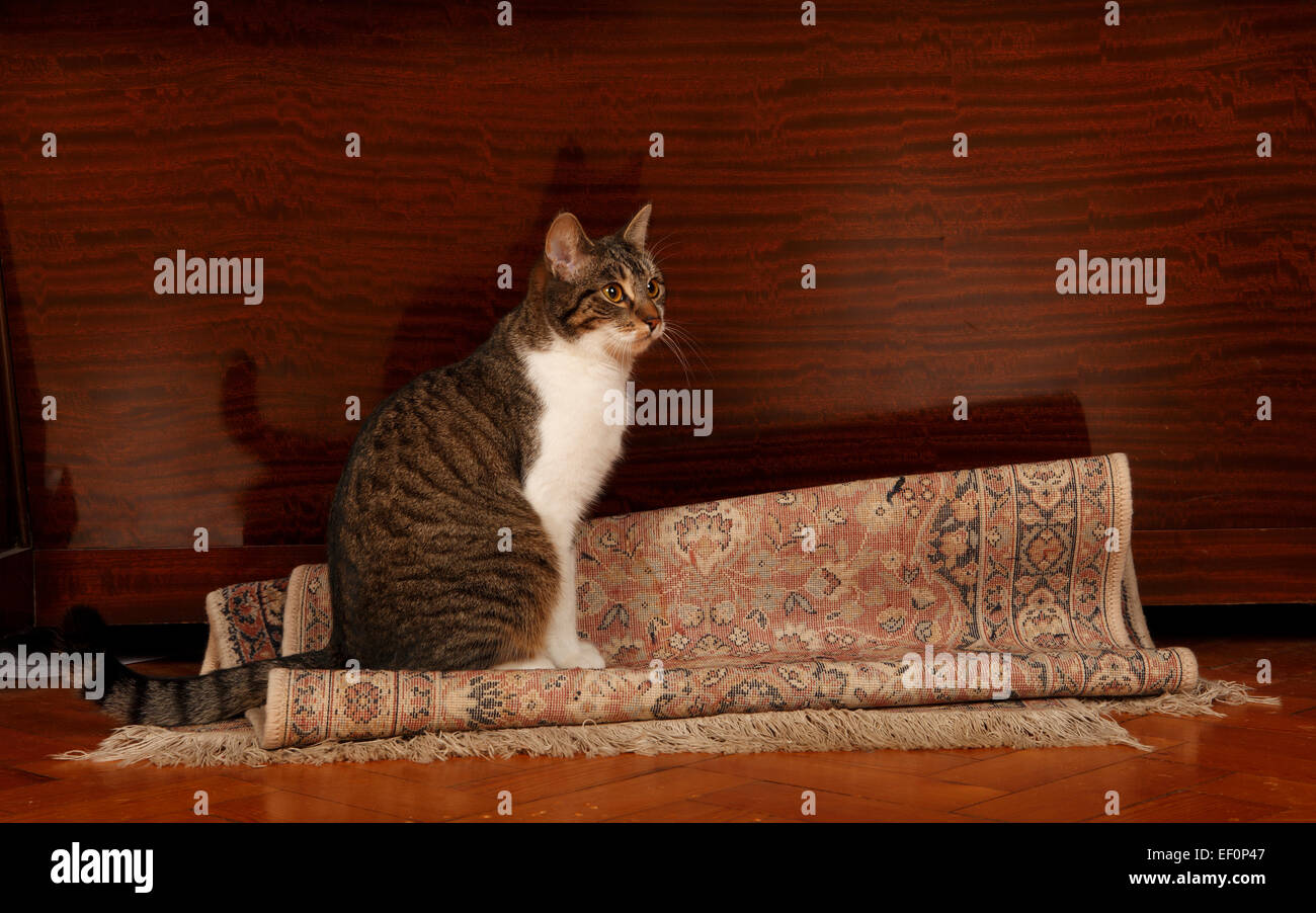 the cat sat on the mat Stock Photo - Alamy