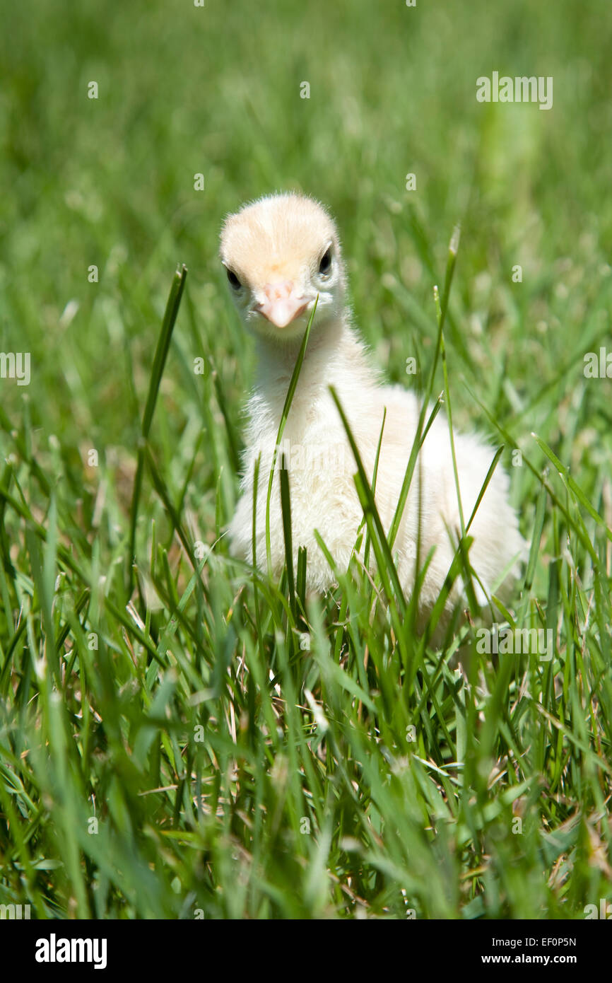 Young turkey chick Stock Photo - Alamy
