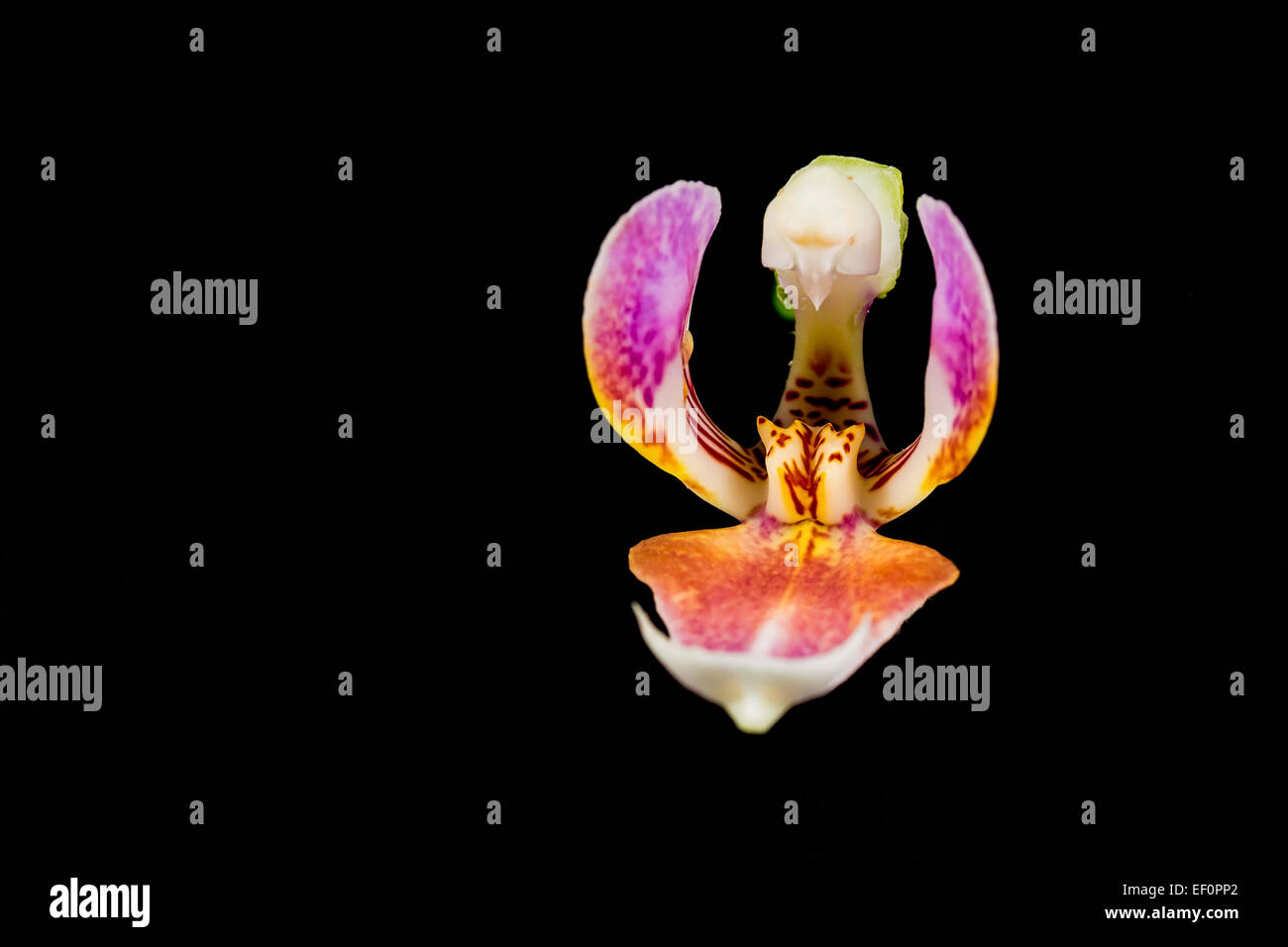 Violet flower detail hi-res stock photography and images - Alamy