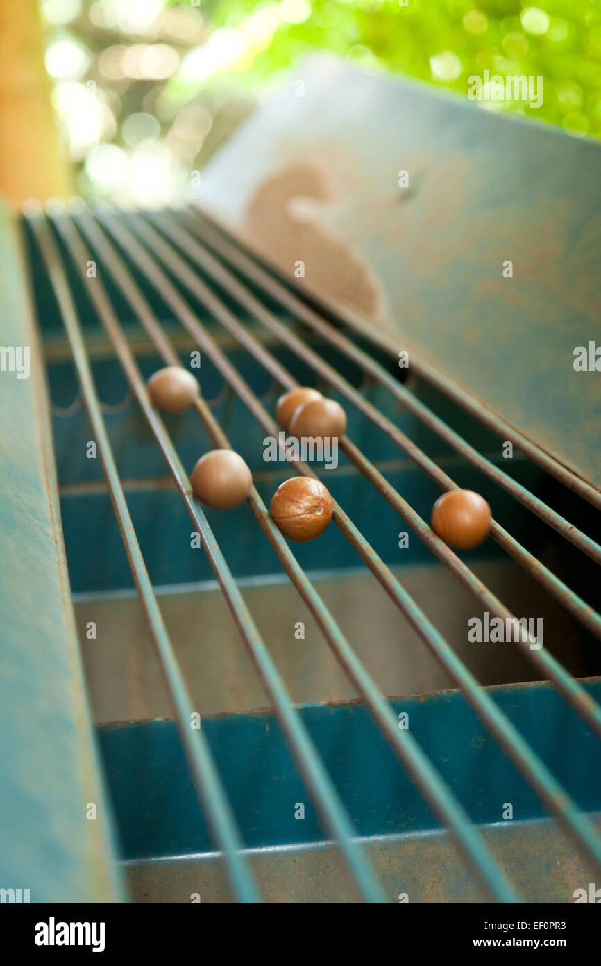 Macadamia nut sorting hi-res stock photography and images - Alamy