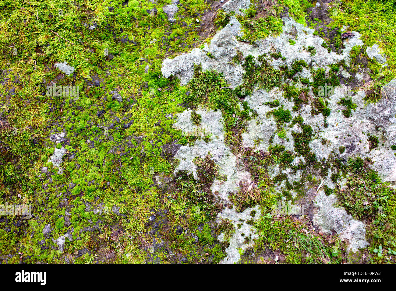 Moss Covered Stone Background Stock Photo - Alamy