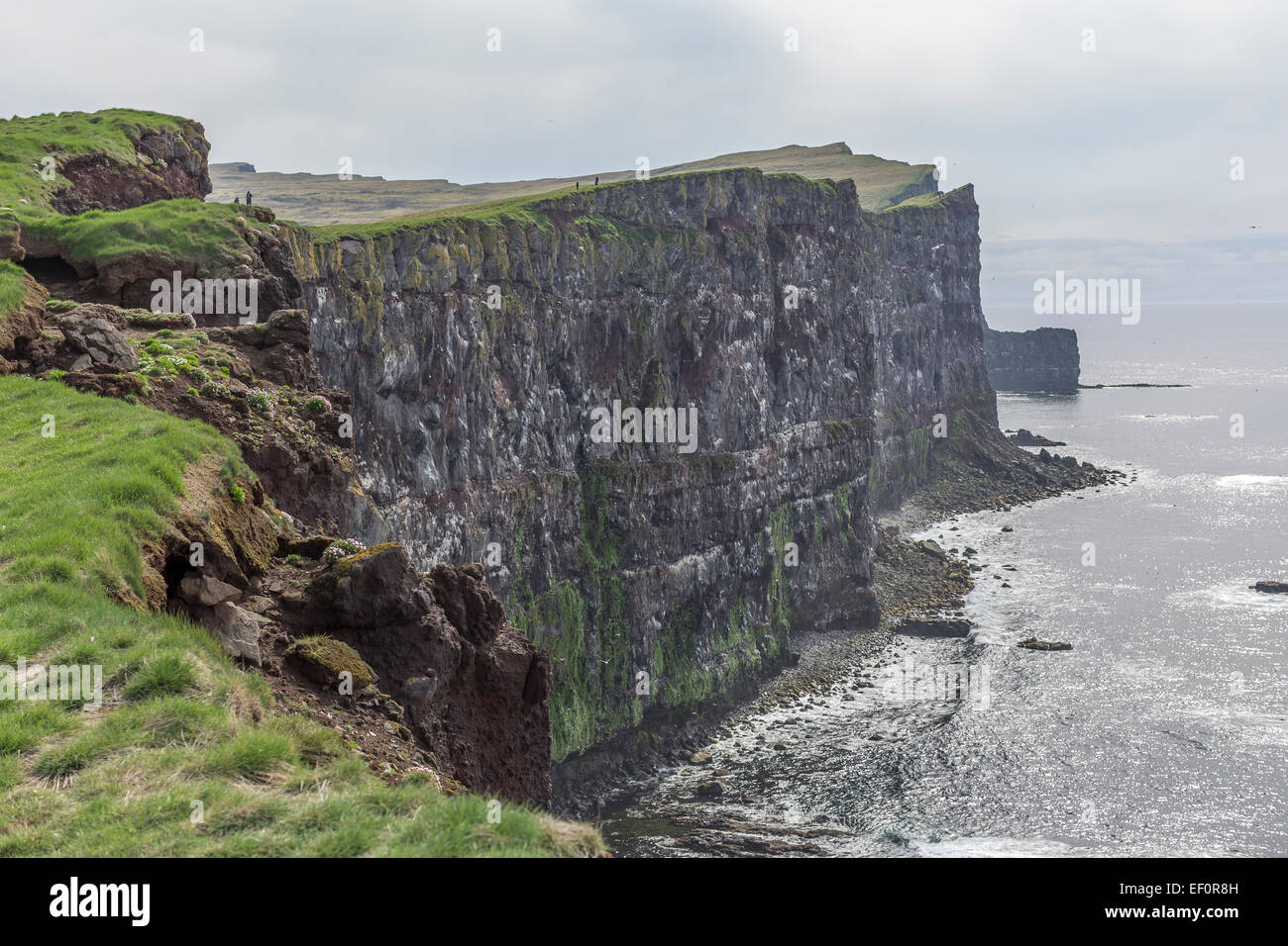 Birds of iceland hi-res stock photography and images - Alamy