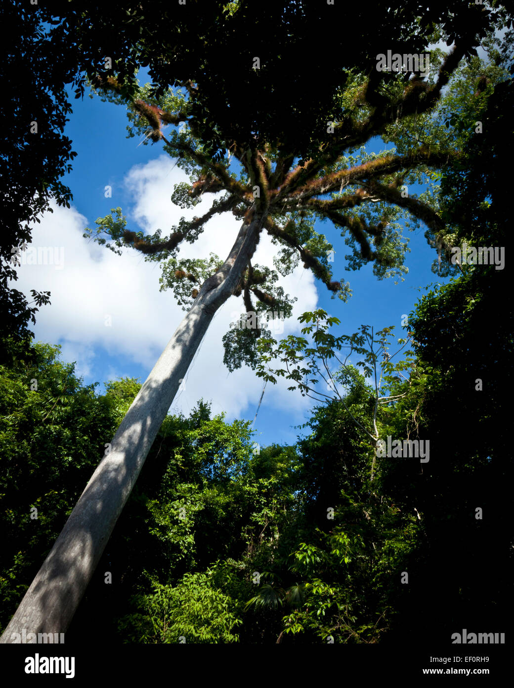 Ceiba tree in guatemala hi-res stock photography and images - Alamy