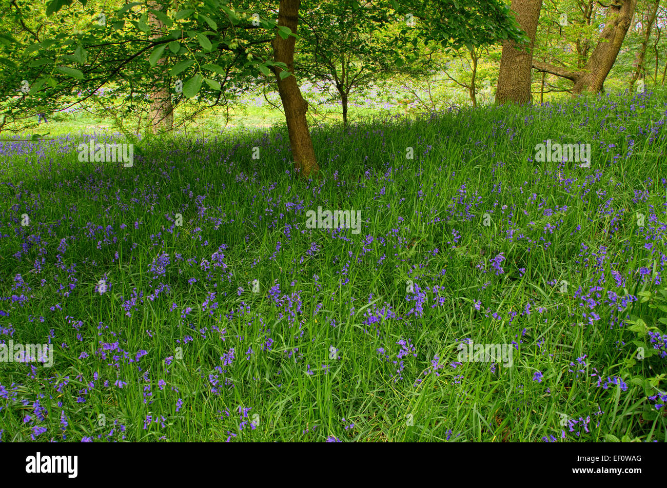 Roseberry Topping Bluebells Stock Photo - Alamy