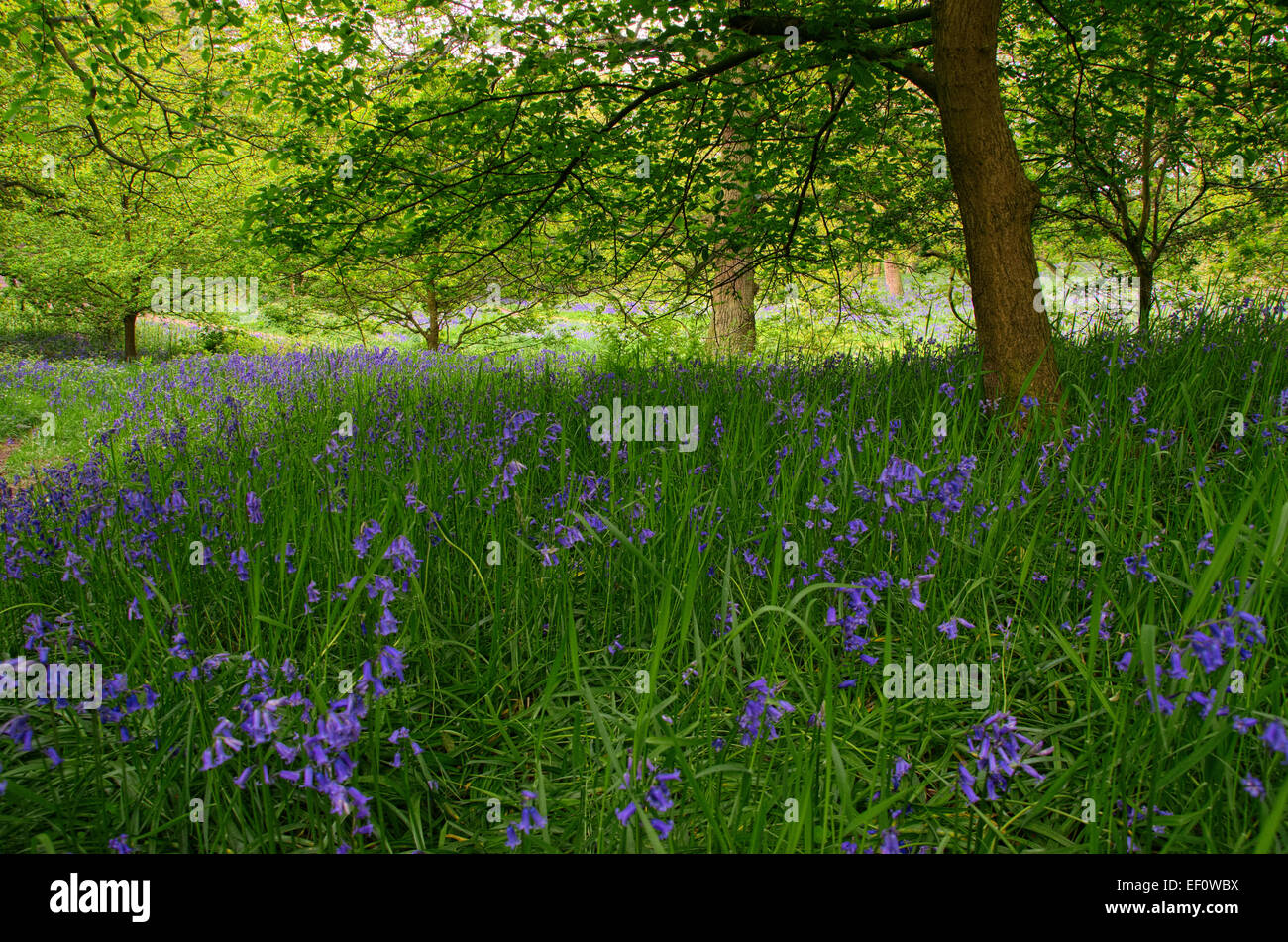 Roseberry Topping Bluebells Stock Photo - Alamy