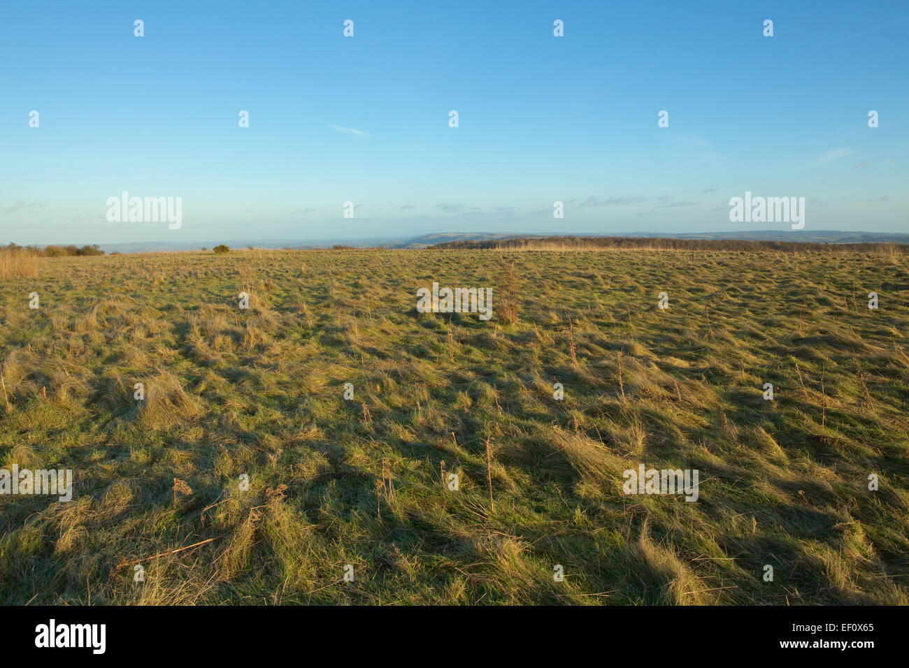 Windswept Landscape. Tufts of grass blowing in the wind. Sea of grass ...