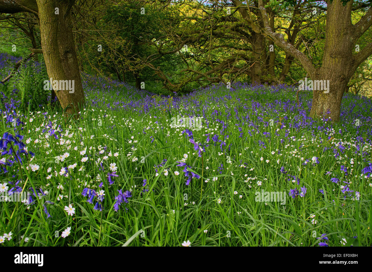 Roseberry Topping Bluebells Stock Photo - Alamy
