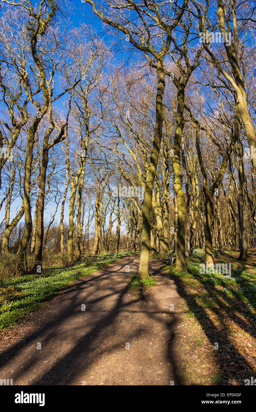 A forest in the spring Stock Photo - Alamy