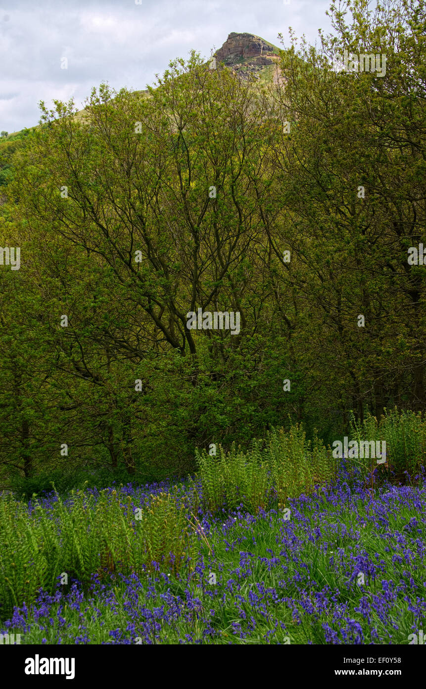 Roseberry Topping Bluebells Stock Photo - Alamy