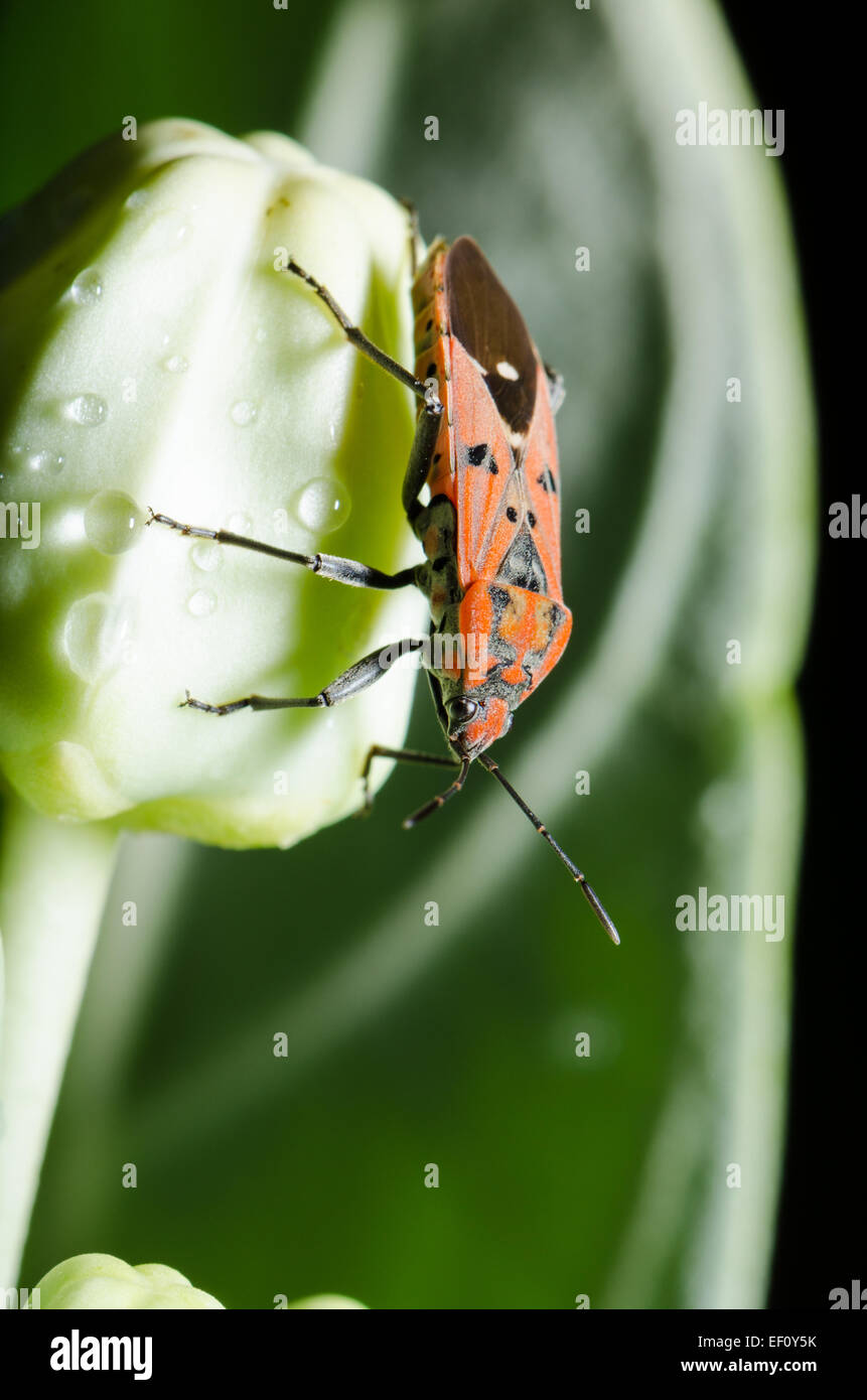 Milkweed bug hi-res stock photography and images - Alamy