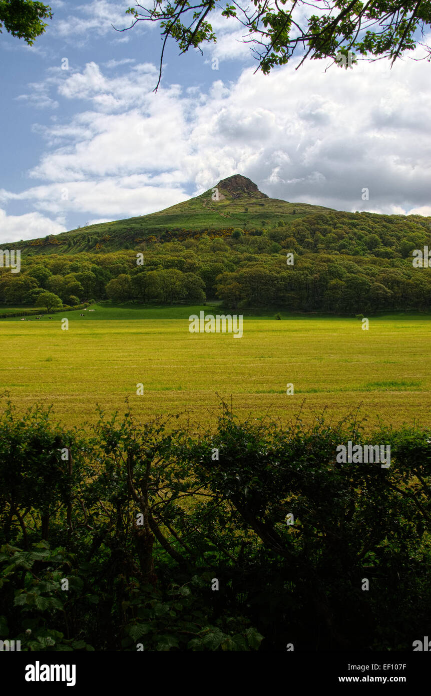 Roseberry Topping Bluebells Stock Photo - Alamy