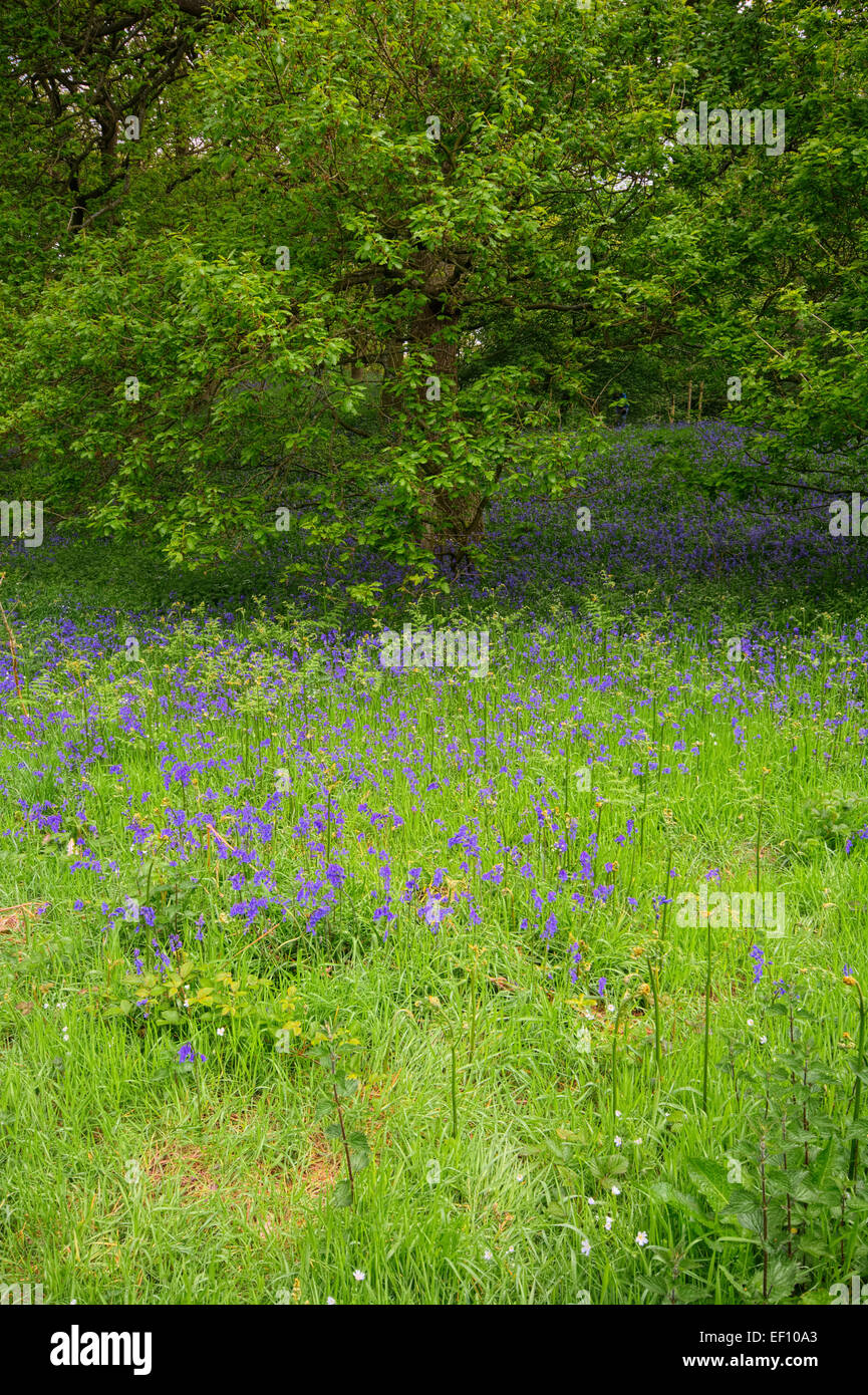 Roseberry Topping Bluebells Stock Photo - Alamy