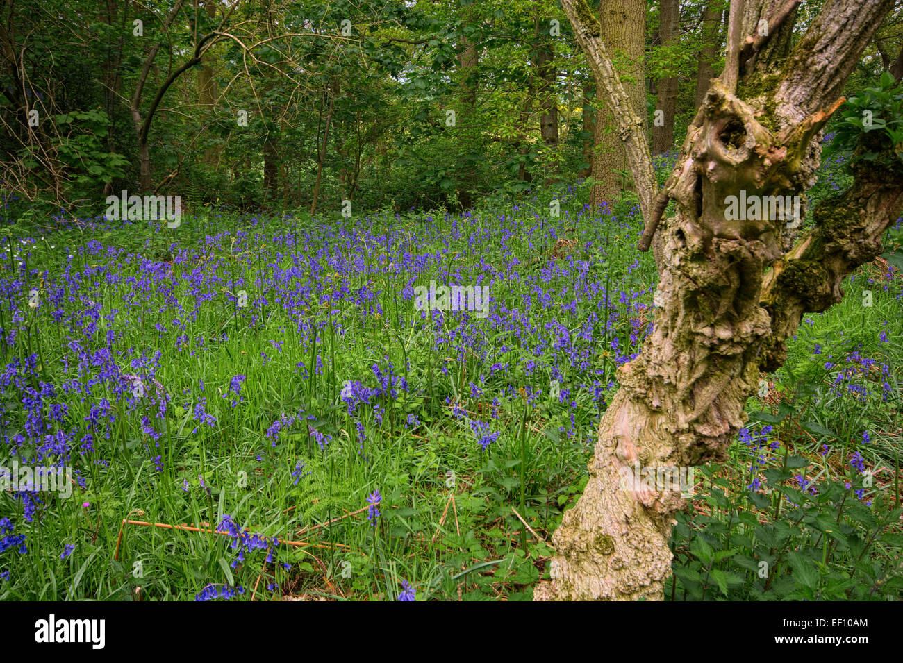 Roseberry Topping Bluebells Stock Photo - Alamy