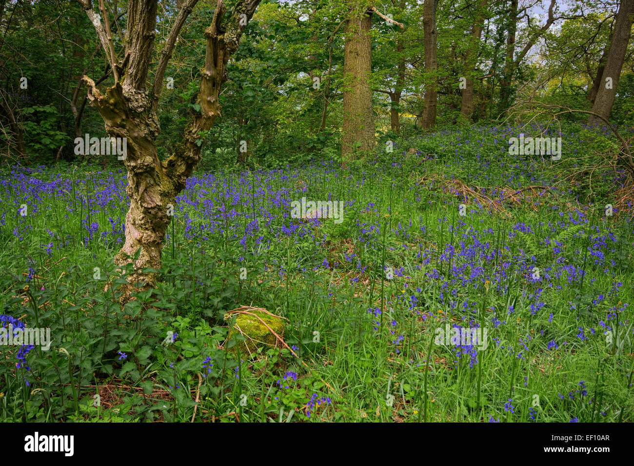 Roseberry Topping Bluebells Stock Photo - Alamy