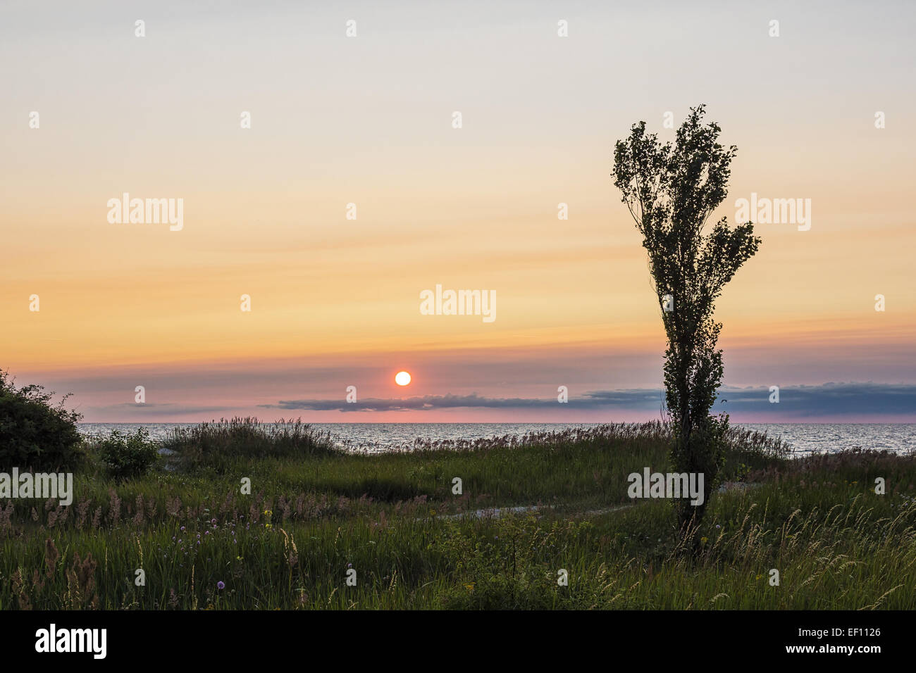 Baltic sea coast tree hi-res stock photography and images - Alamy