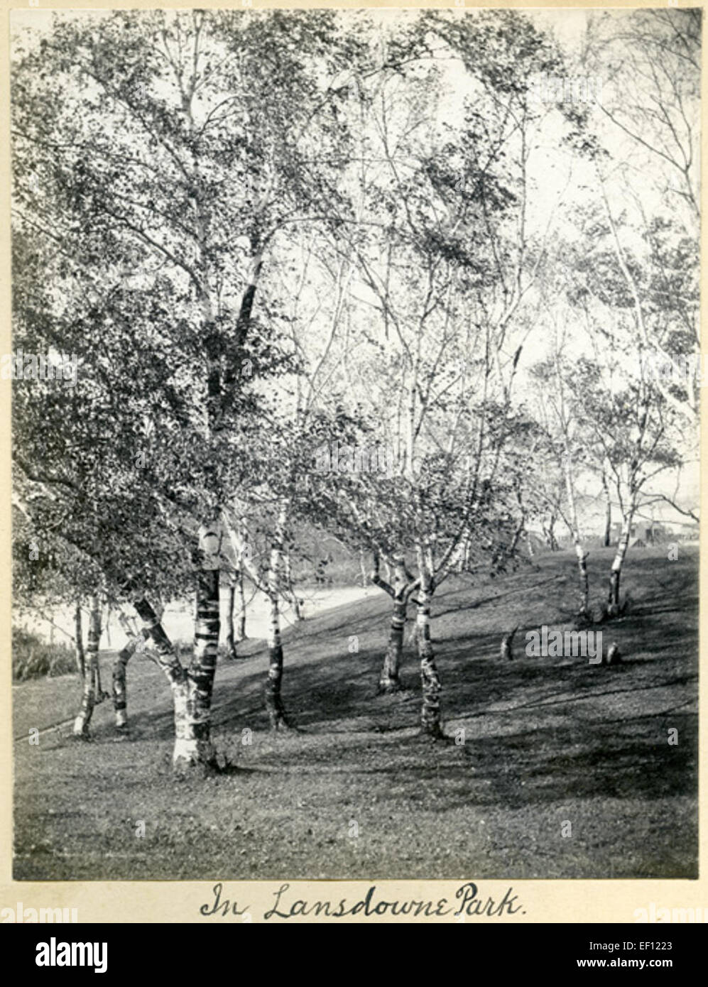 This photograph shows Lansdowne Park, a well-known public park in ...