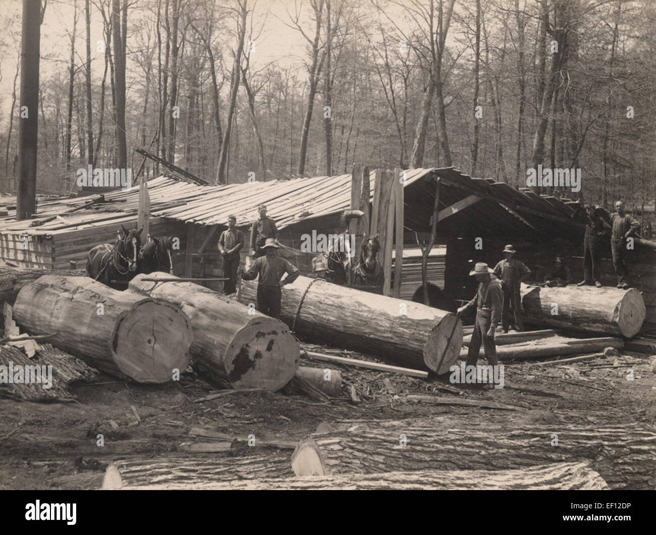 In 1911, the lumber industry involved transporting logs to mills for ...