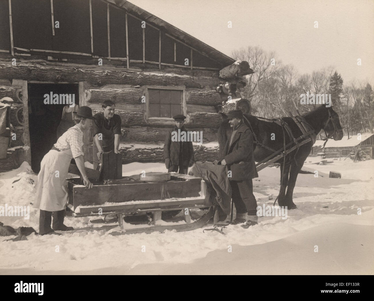 The image shows the process of loading chuck sleighs in 1909 ...