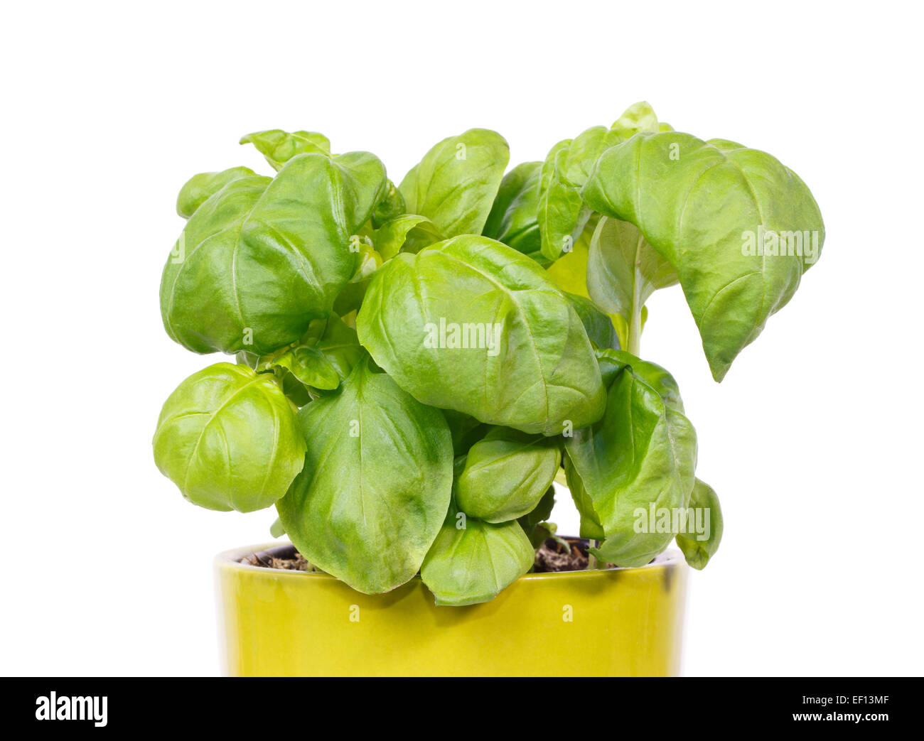Green basil in pot hi-res stock photography and images - Alamy