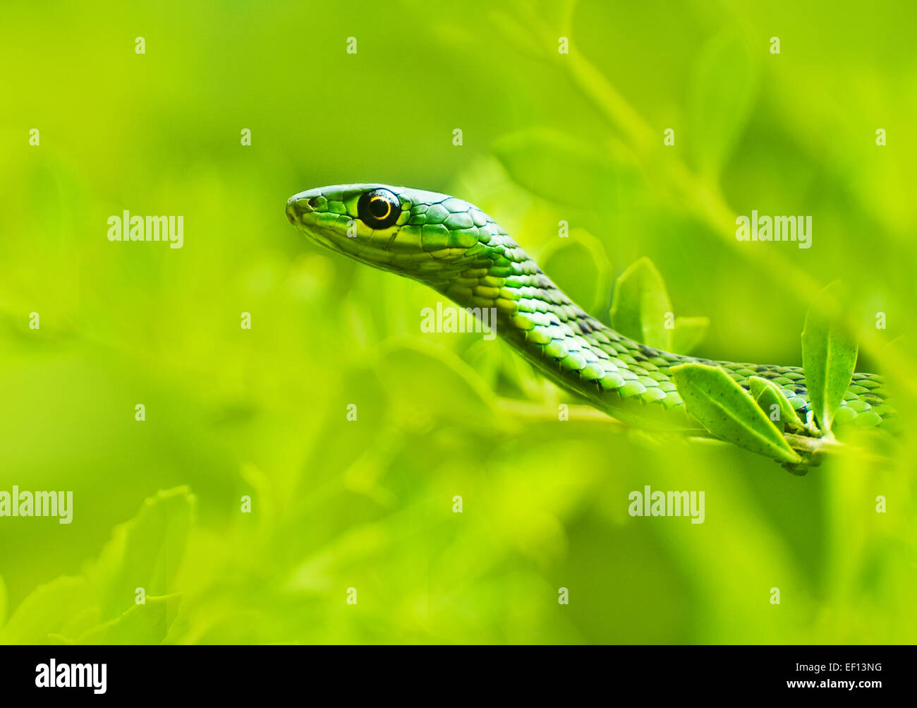Green bush snake hi-res stock photography and images - Alamy