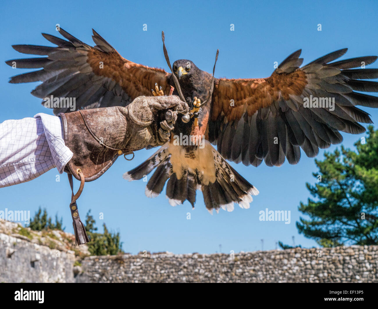 Harris Hawk landing on falconers glove against a blue sky Stock Photo ...