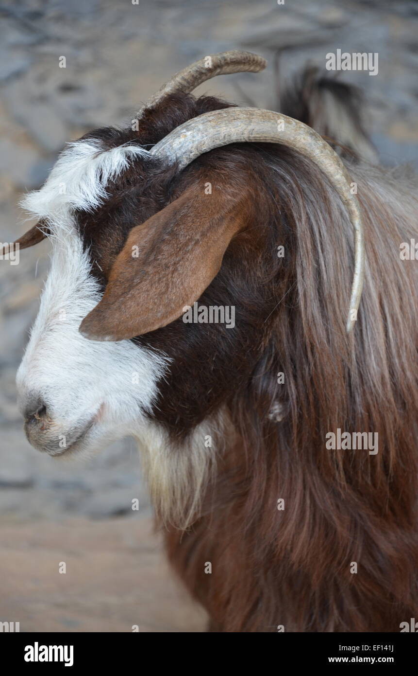 Goat in Oman Stock Photo - Alamy