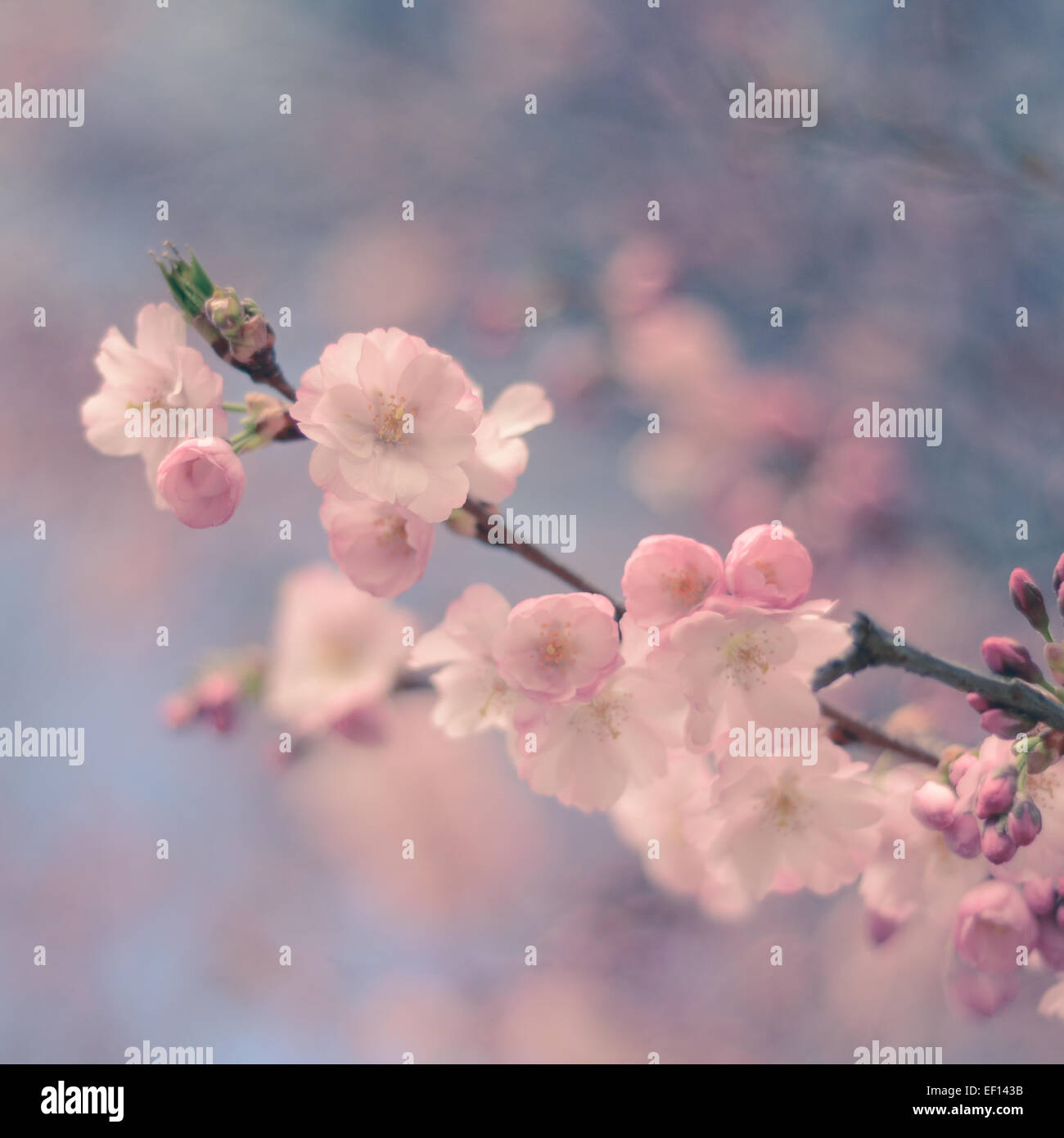 Pink Cherry Blossom Stock Photo - Alamy
