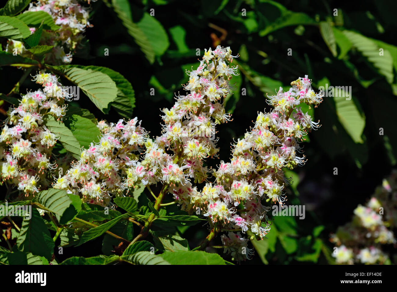 Blooming chestnut close-up against a blue sky Stock Photo - Alamy