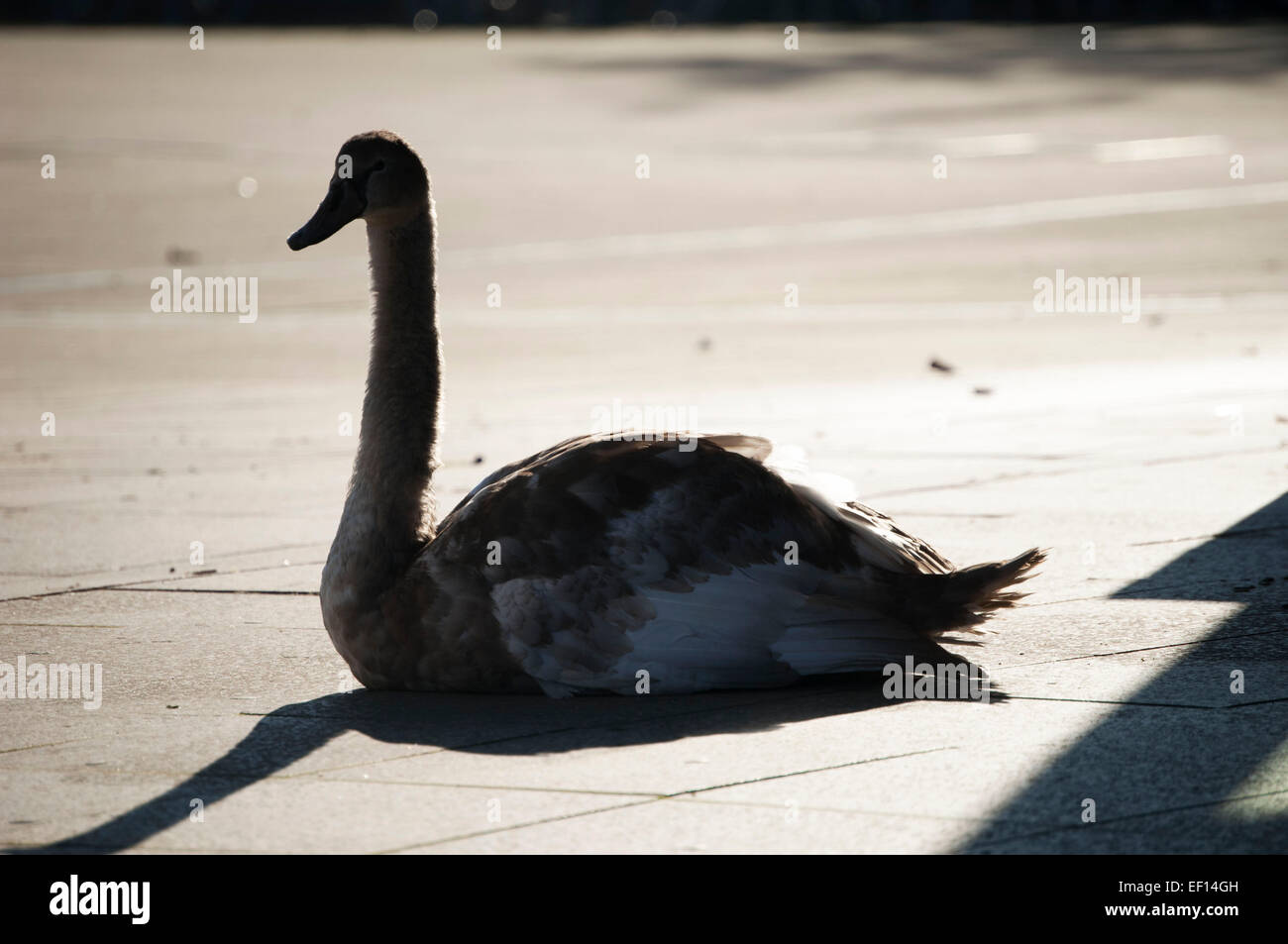 Swan signet hi-res stock photography and images - Alamy