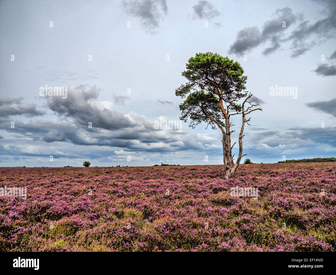 Lone tree and heather, New Forest Stock Photo - Alamy