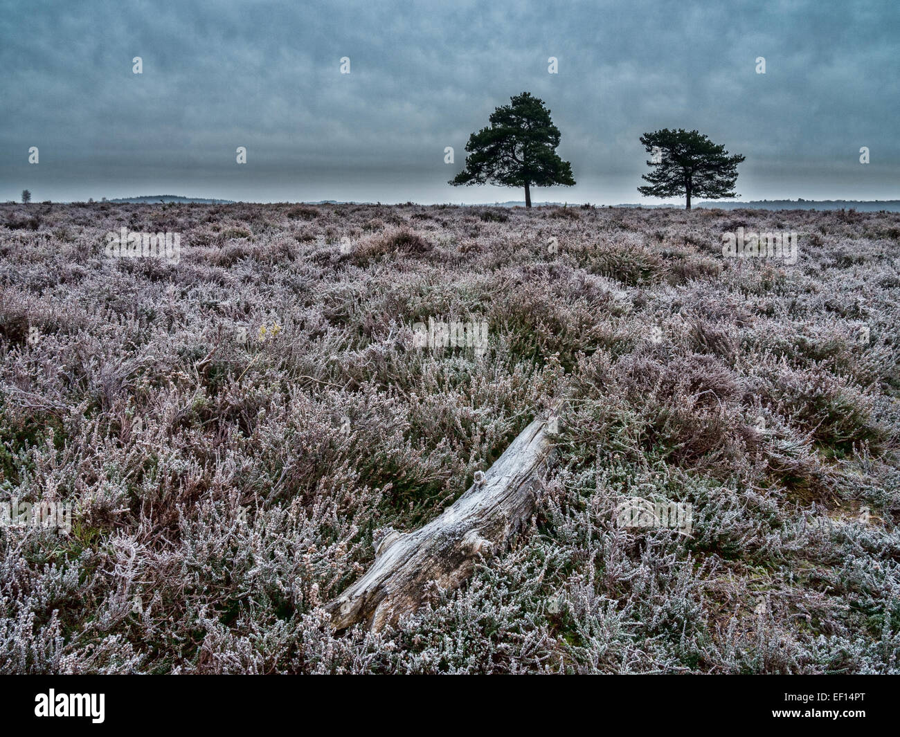 Frosty Morning at Ibsley Common, New Forest Stock Photo - Alamy