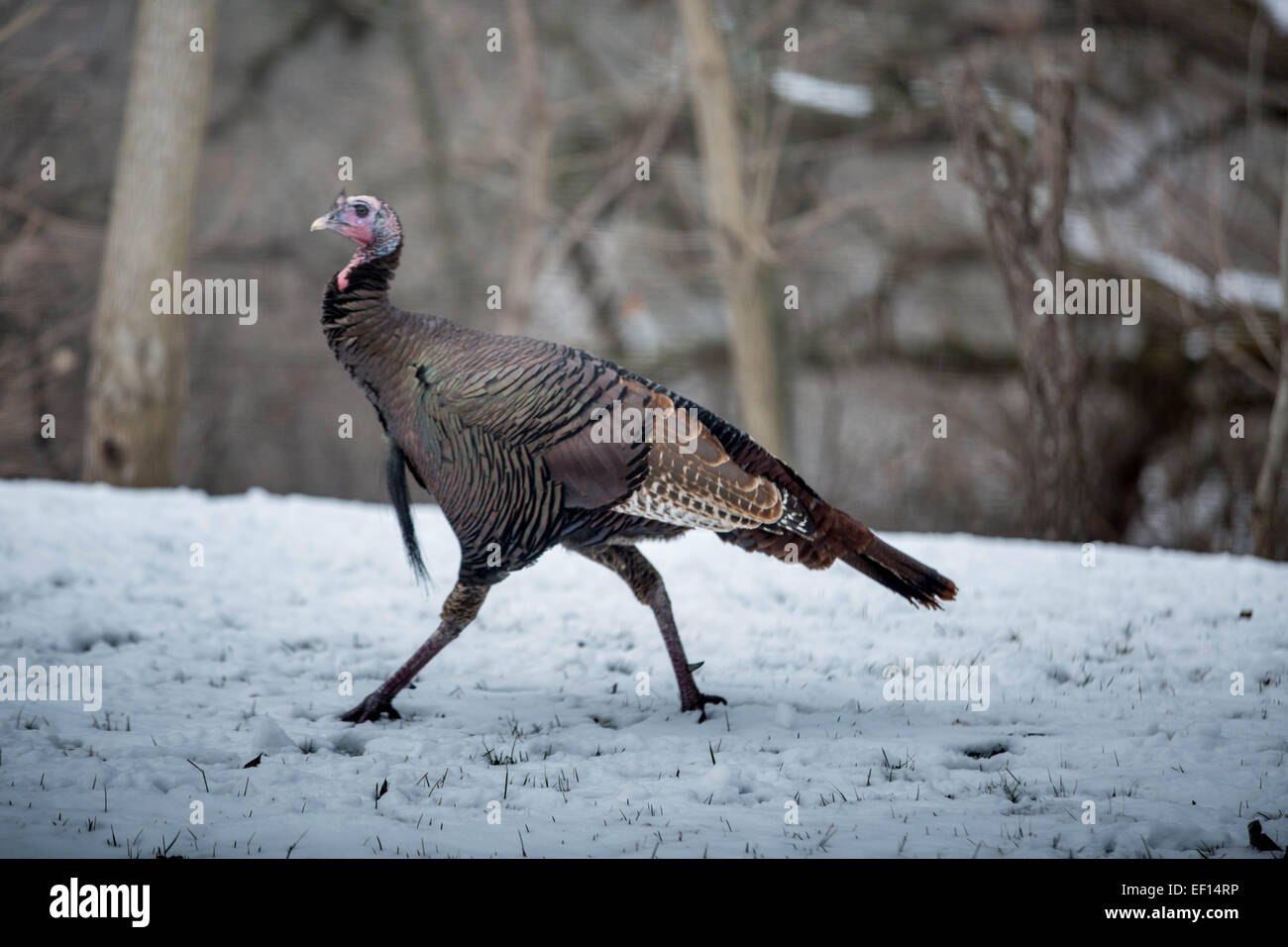 Turkey on the run in snow Stock Photo - Alamy