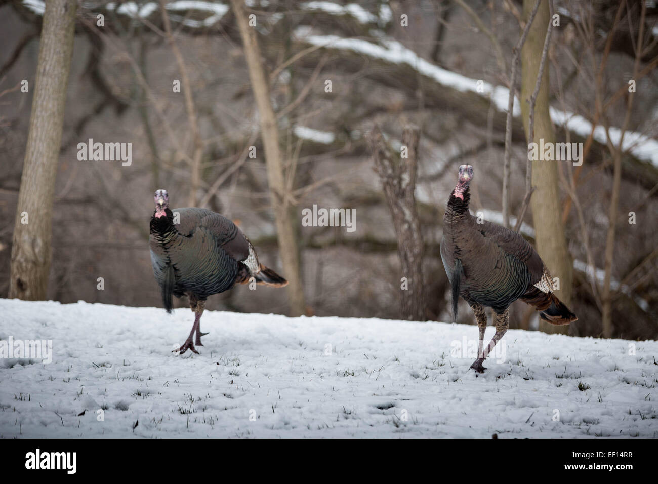 Twin wild turkeys Stock Photo - Alamy