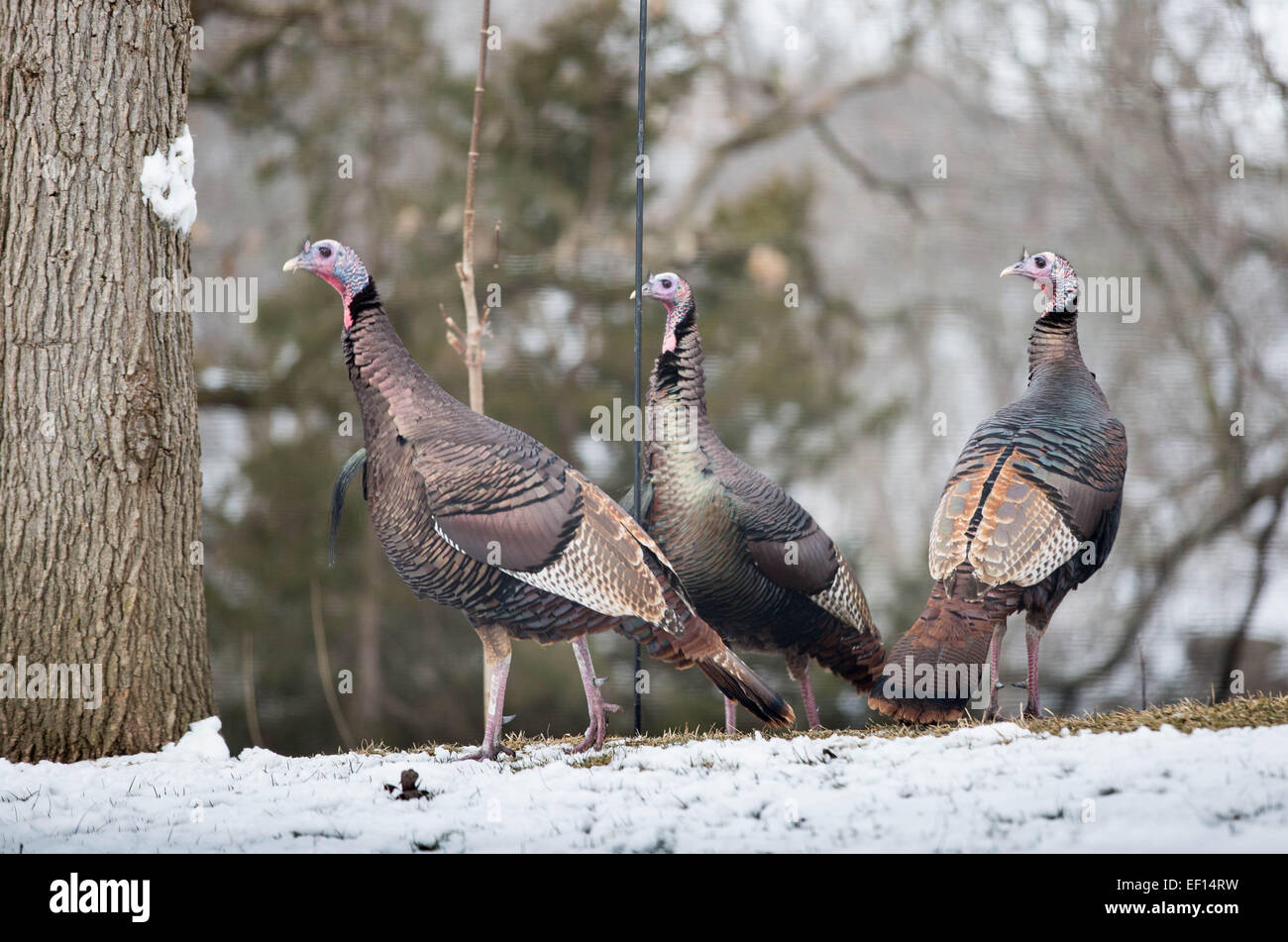 Gaggle of turkeys Stock Photo - Alamy