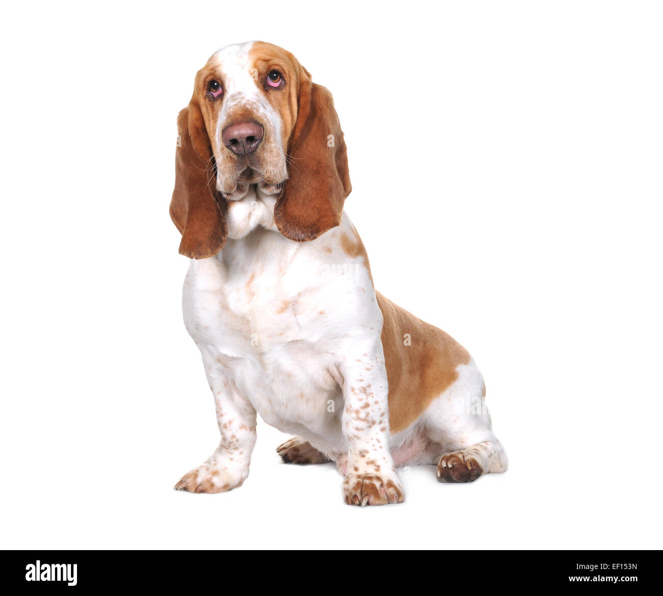 Specimen study hi-res stock photography and images - Alamy