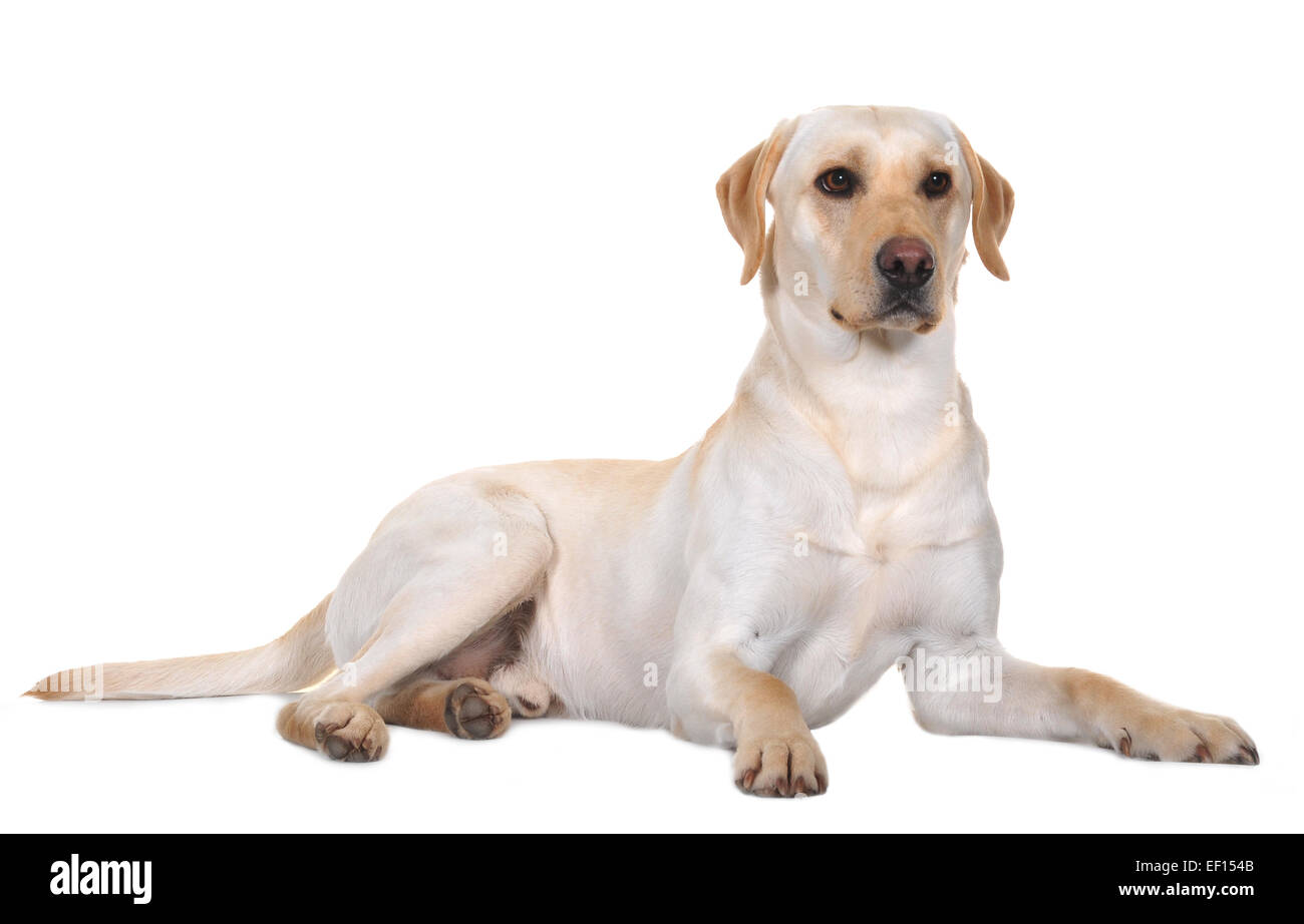 Golden labrador hi-res stock photography and images - Alamy