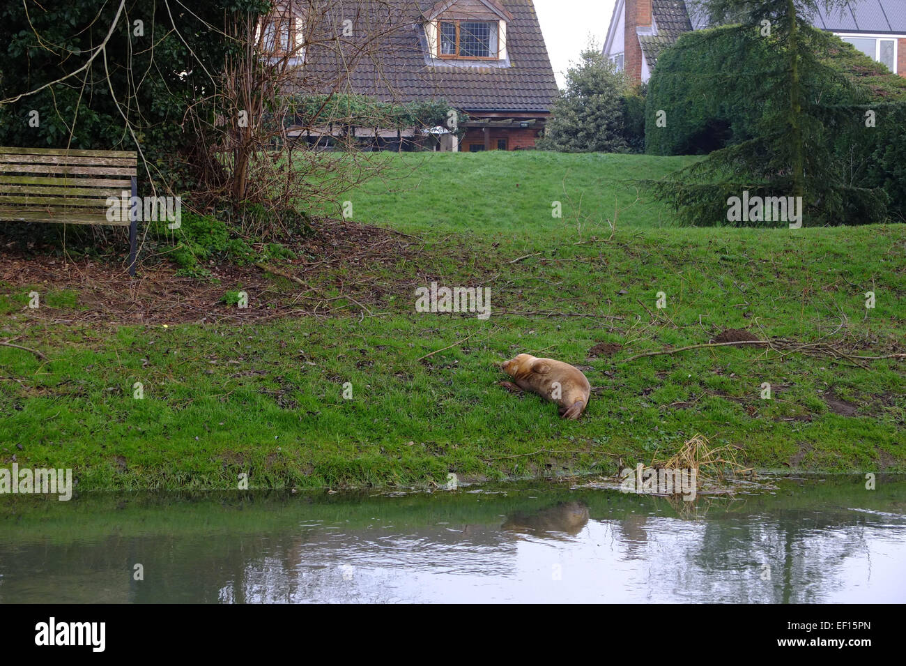 Deeping hi-res stock photography and images - Alamy