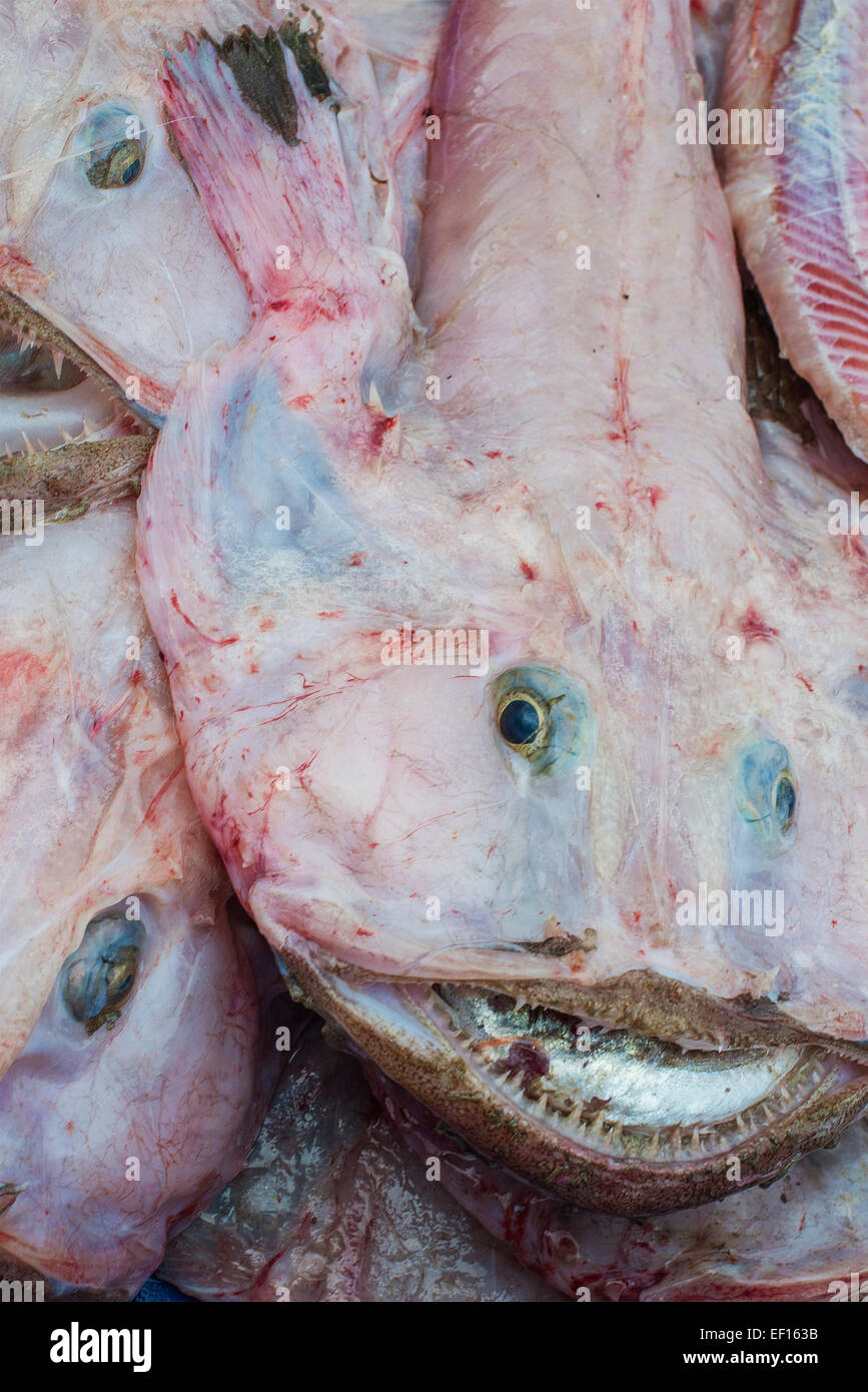 devil fish, seafood, fishing, food, cuisine, ingredients Stock Photo ...