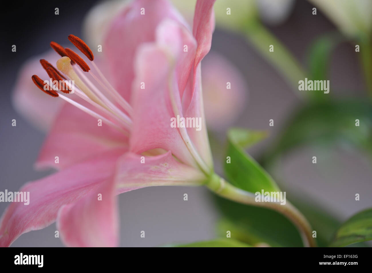 Flower Meaning Eternal Beauty at Beverly Kiker blog