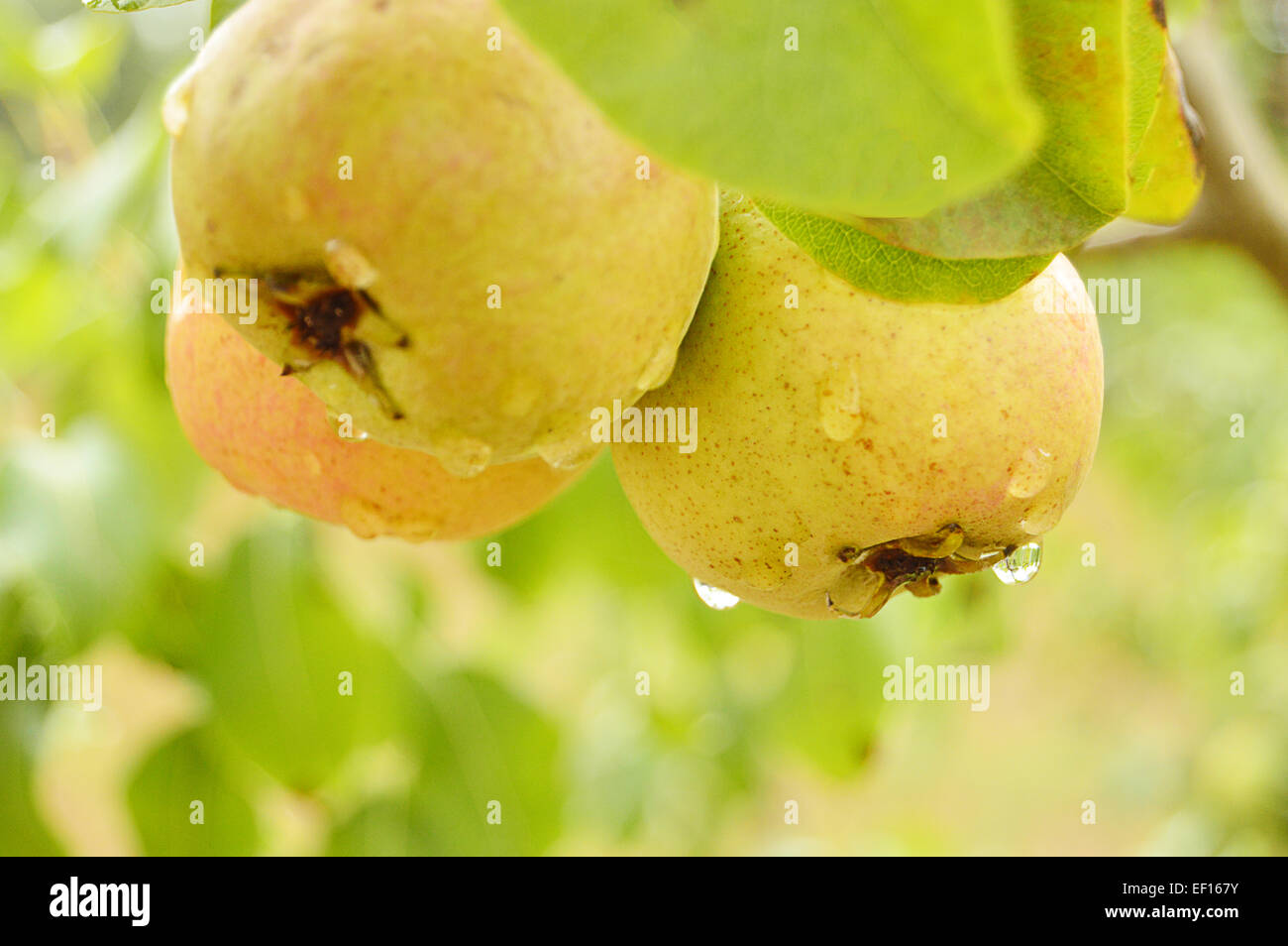 Water Pear Tree Leaf High Resolution Stock Photography and Images - Alamy