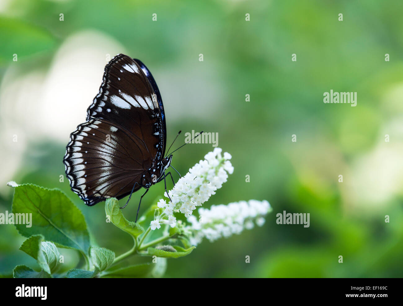 Great Eggfly butterfly (Hypolimnas bolina), also called Blue Moon ...