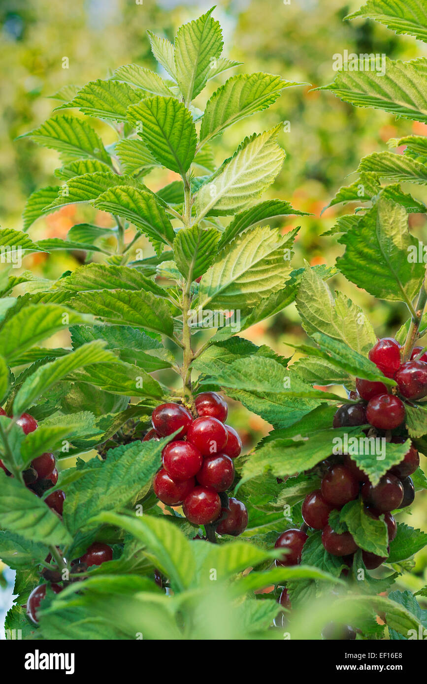 Chinese cherry berry harvest tree fruits vitamins Stock Photo - Alamy