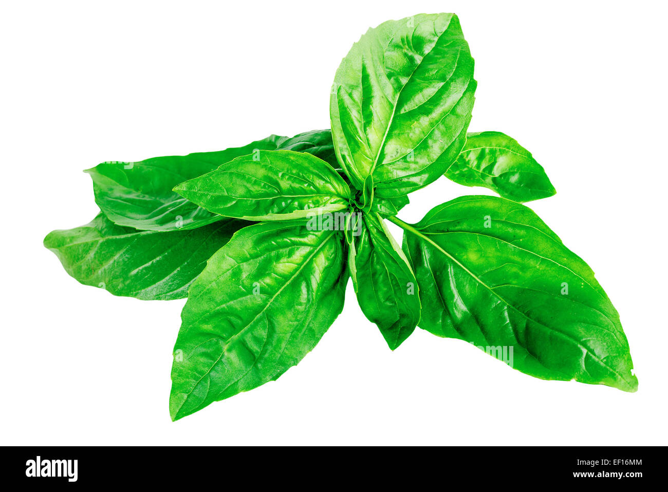 basil spice kitchen seasoning savory herbs useful Stock Photo - Alamy