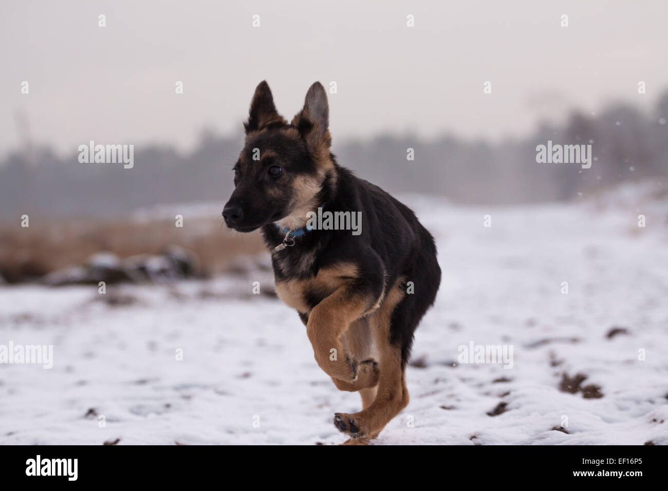 German shepherd puppy running at national park loonse en drunense ...