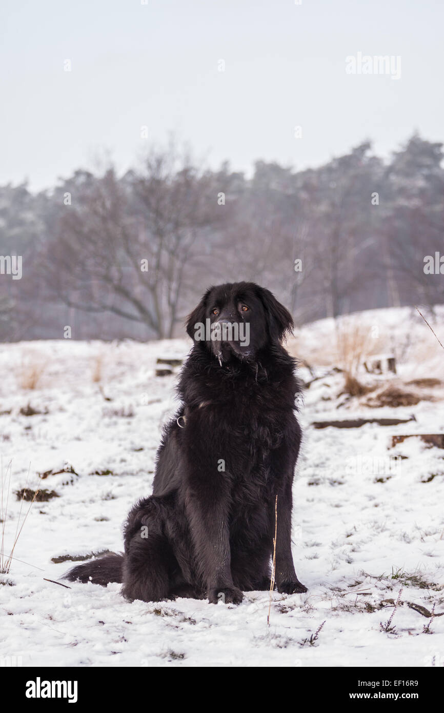 New holland dog hi-res stock photography and images - Alamy