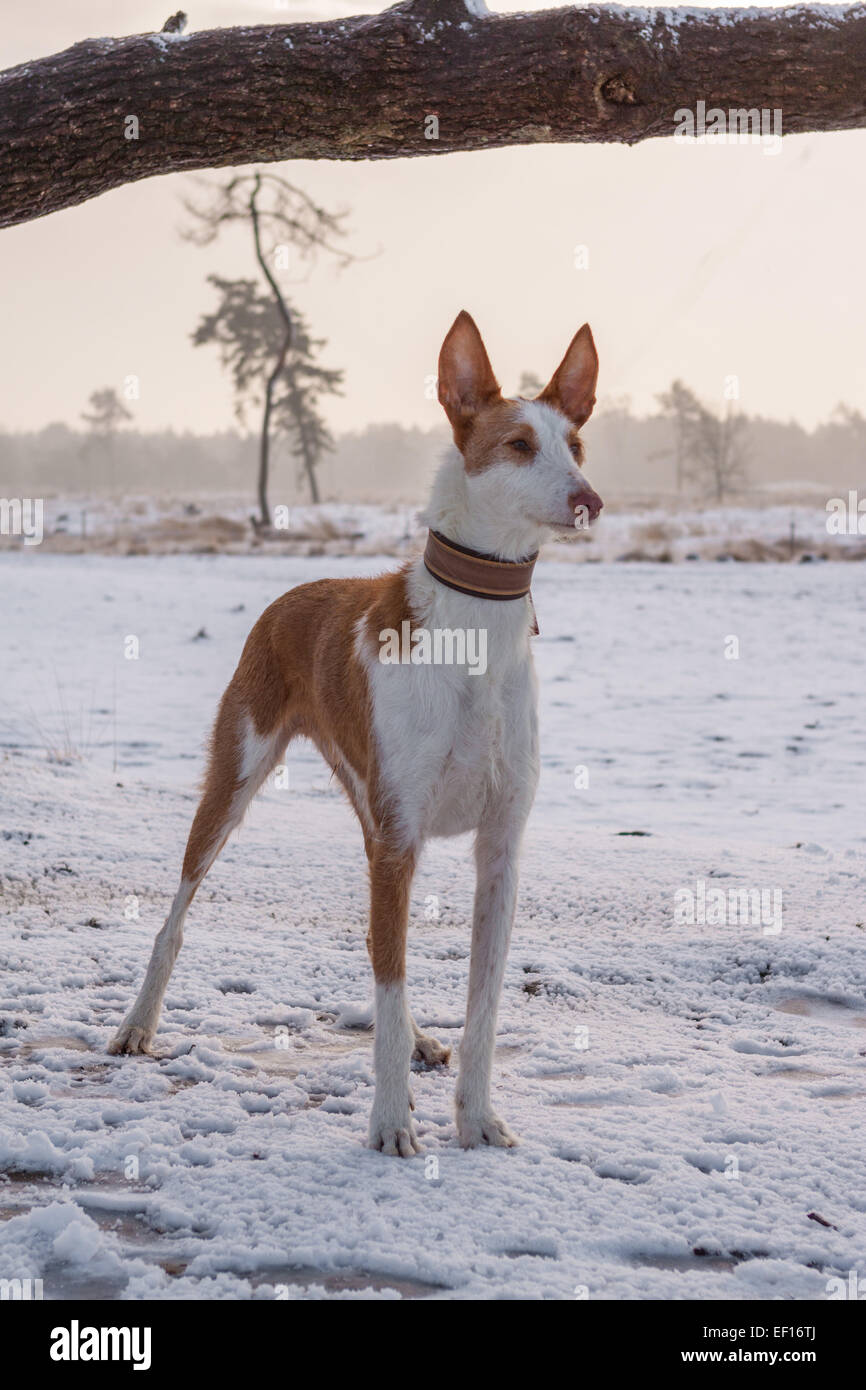 Podenco hi-res stock photography and images - Alamy