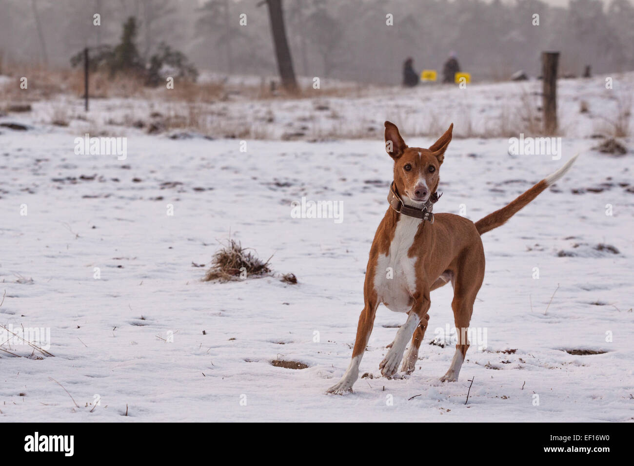Podenco dog hi-res stock photography and images - Alamy