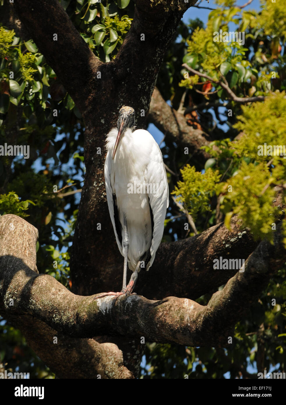 Wood stork on a tree in the Florida Everglades Stock Photo - Alamy
