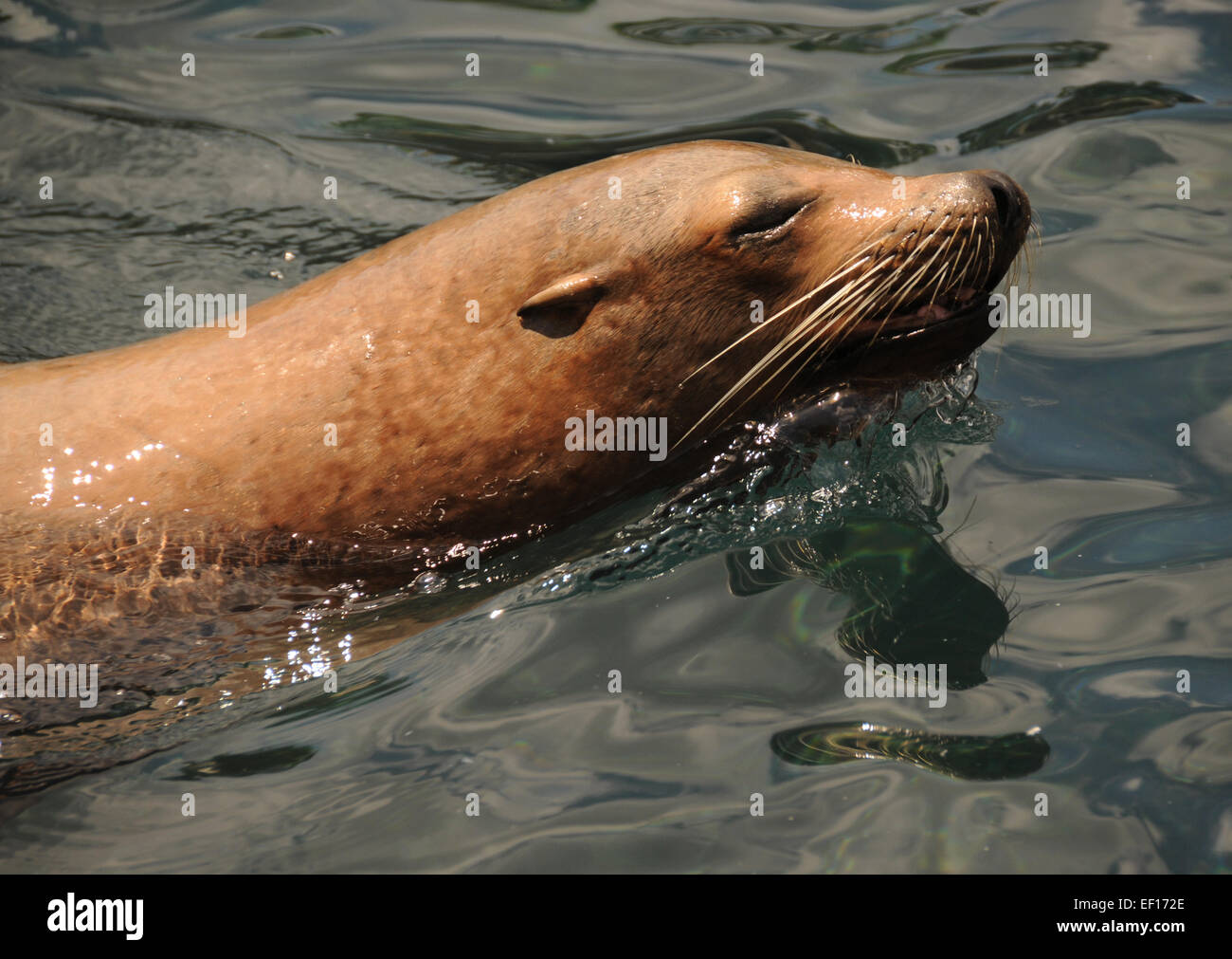 Seal swimming the cold Pacific water Stock Photo - Alamy