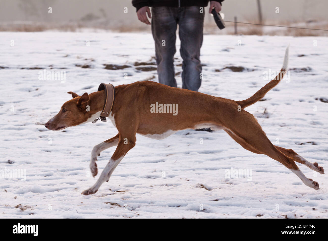 Podenco dog in park hi-res stock photography and images - Alamy